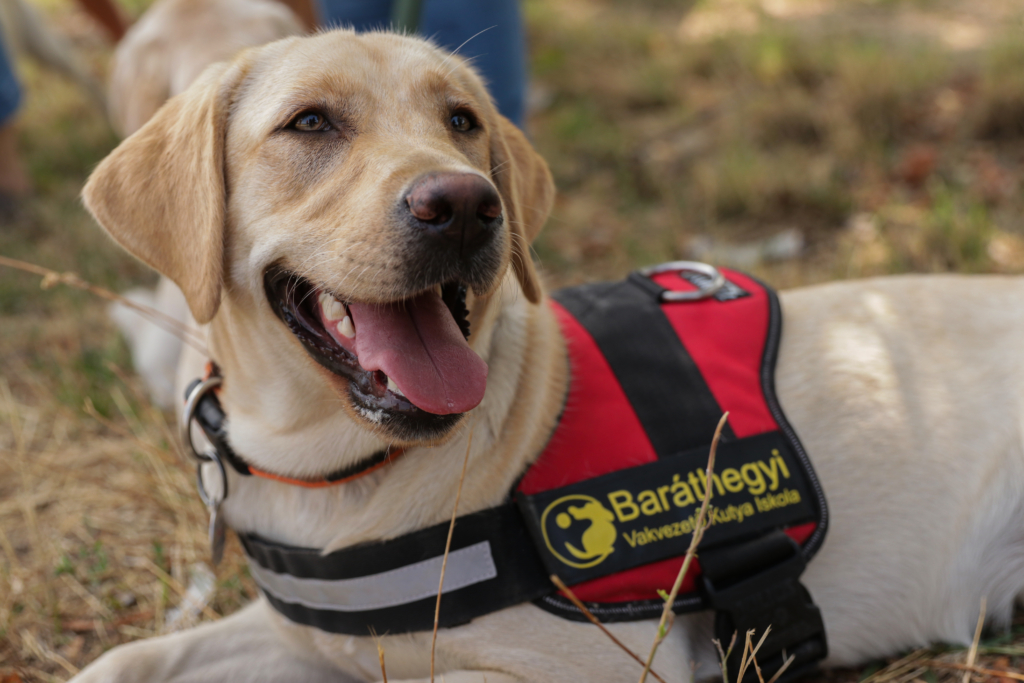 101 guide dogs – part one – Baráthegyi Guide Dog School